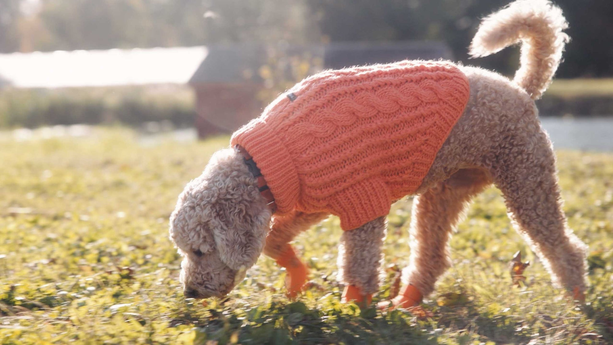 Wagwear Canada – wagwear-canada